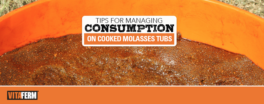 Tips For Managing Consumption on Cooked Molasses Tubs - Gain Smart