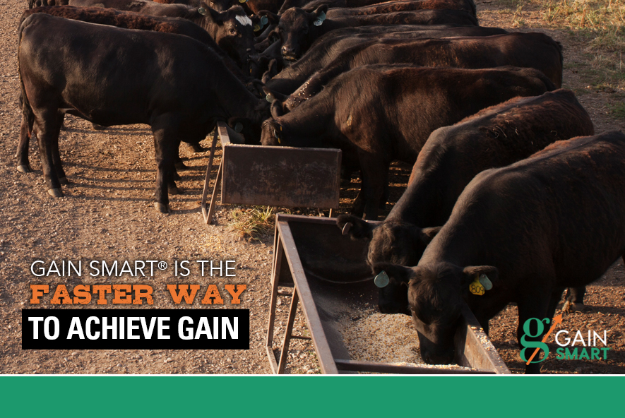 Gain Smart is Faster Way to Achieve Gain - Gain Smart