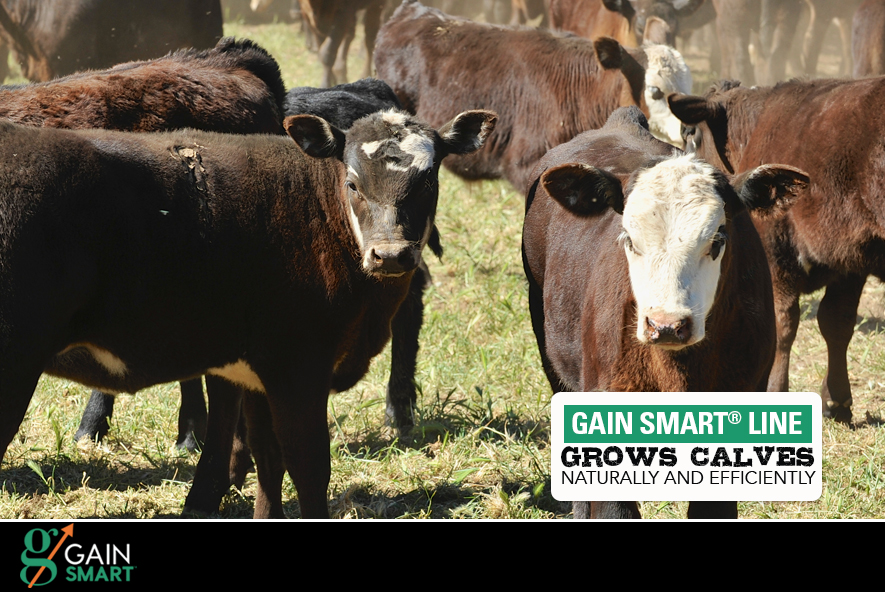 Gain Smart Line Grows Calves Naturally and Efficiently - Gain Smart