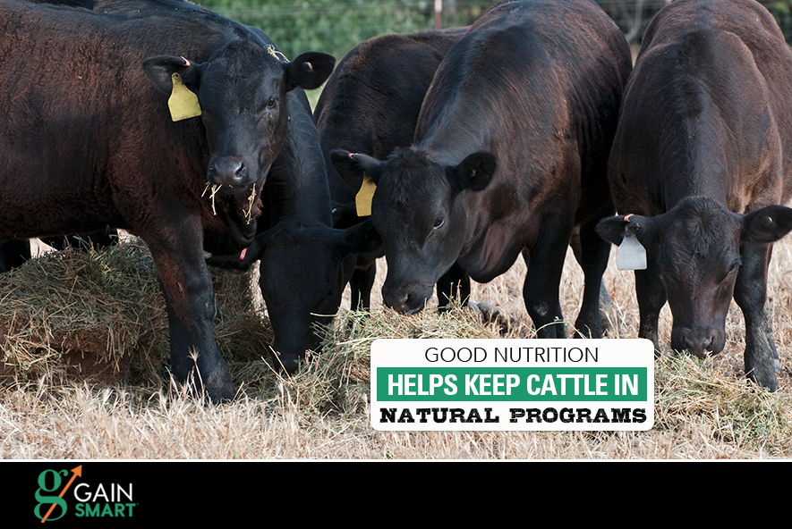 Good Nutrition Helps Keep Cattle in Natural Programs - Gain Smart