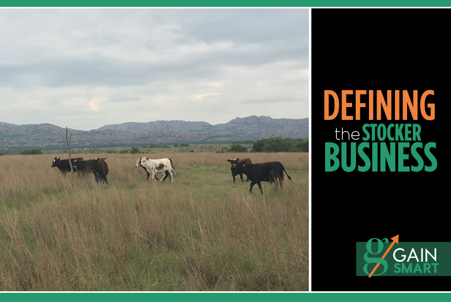 Defining the Stocker Business - Gain Smart