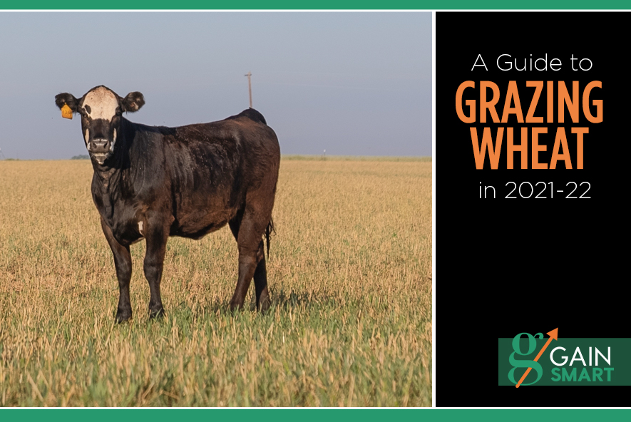 A Guide to Grazing Wheat in 2021-22 - Gain Smart