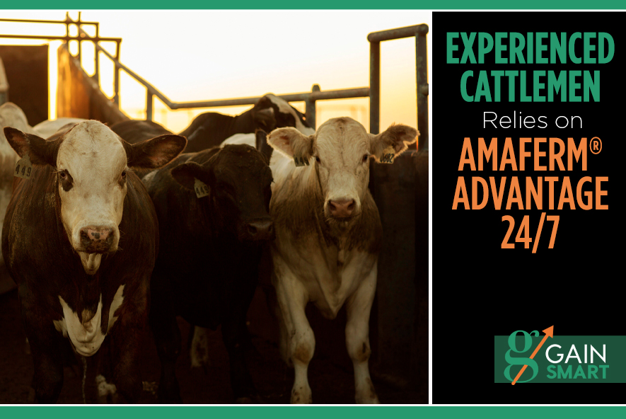 Experienced Cattlemen Relies on Amaferm® Advantage 24/7 - Gain Smart