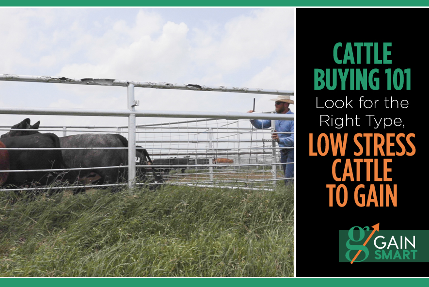 Cattle Buying 101: Look for the Right Type, Low Stress Cattle to Gain ...