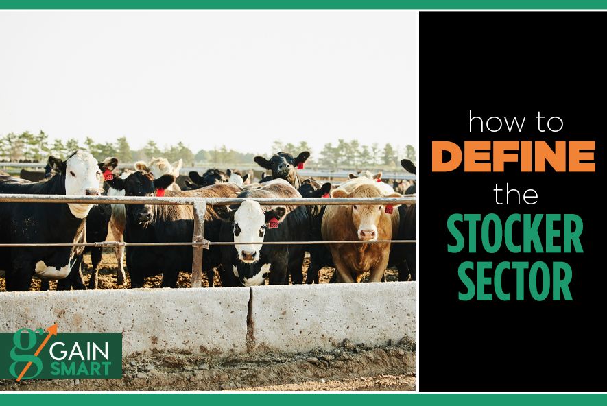 How to Define the Stocker Sector - Gain Smart
