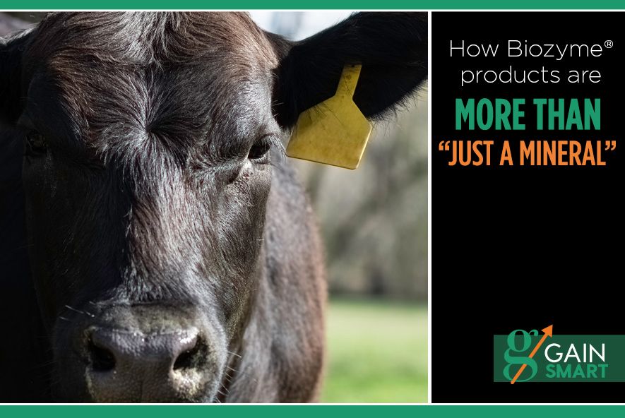 How BioZyme Products are More than “Just a Mineral” - Gain Smart