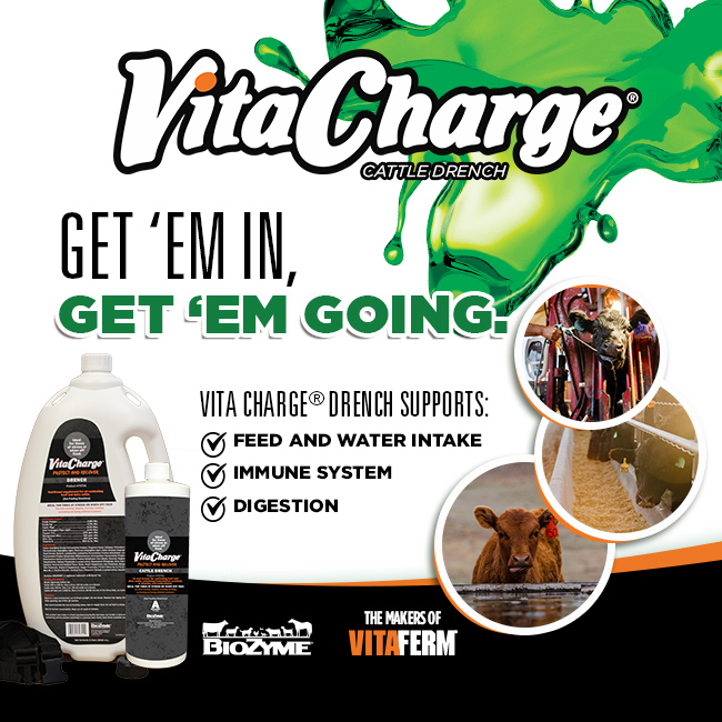 Jump Start Your Calves’ Health with Vita Charge® Cattle Drench - Gain Smart