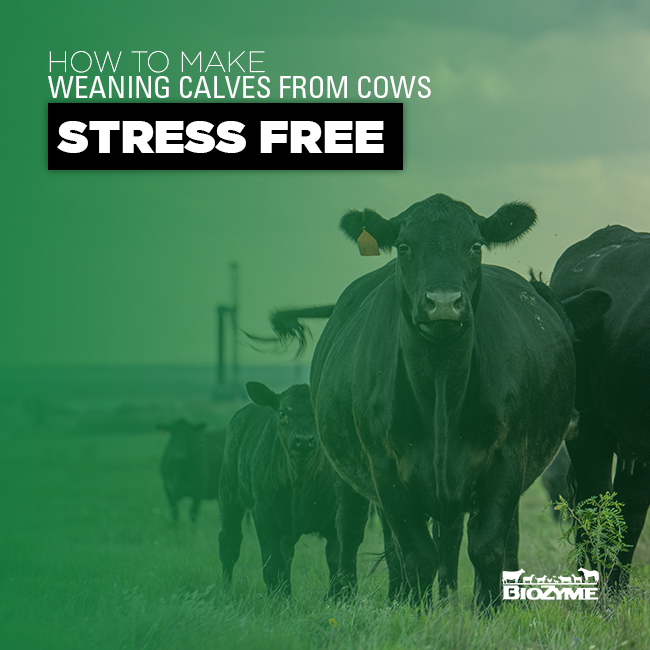 How to Make Weaning Calves from Cows Stress-Free - Gain Smart
