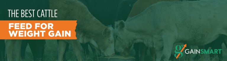 The Best Cattle Feed for Weight Gain - Gain Smart
