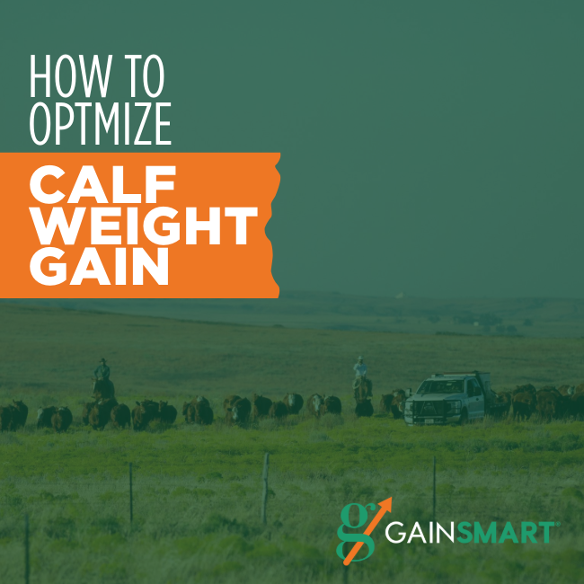 How to Optimize Calf Weight Gain Per Day - Gain Smart