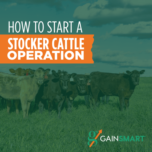 How to Start a Stocker Cattle Operation - Gain Smart