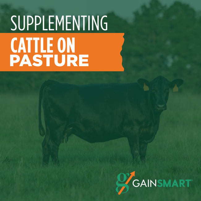 Supplementing Cattle on Pasture - Gain Smart