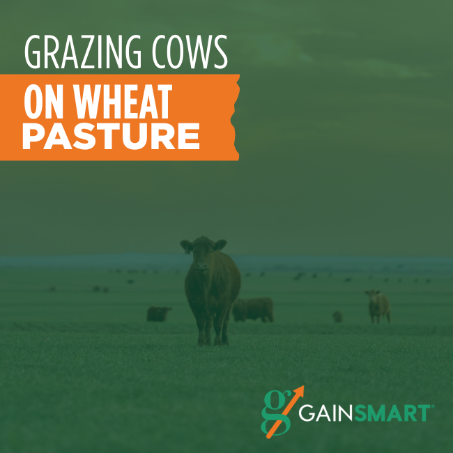 Grazing Cows on Wheat Pasture - Gain Smart