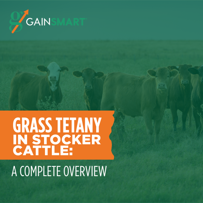 Grass Tetany in Stocker Cattle: A Complete Overview - Gain Smart