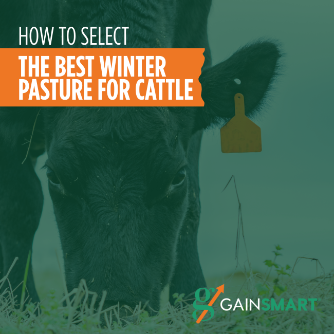 How to Select the Best Winter Pasture for Cattle - Gain Smart