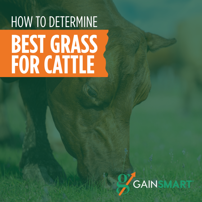 How to Determine the Best Grass for Cattle - Gain Smart