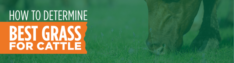 How to Determine the Best Grass for Cattle - Gain Smart