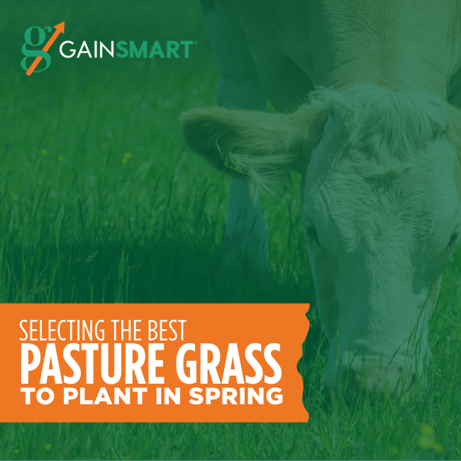 Selecting the Best Pasture Grass to Plant in Spring - Gain Smart